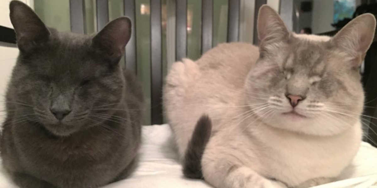 Blind Cats Can't Imagine Life Without Each Other - Videos - The Dodo