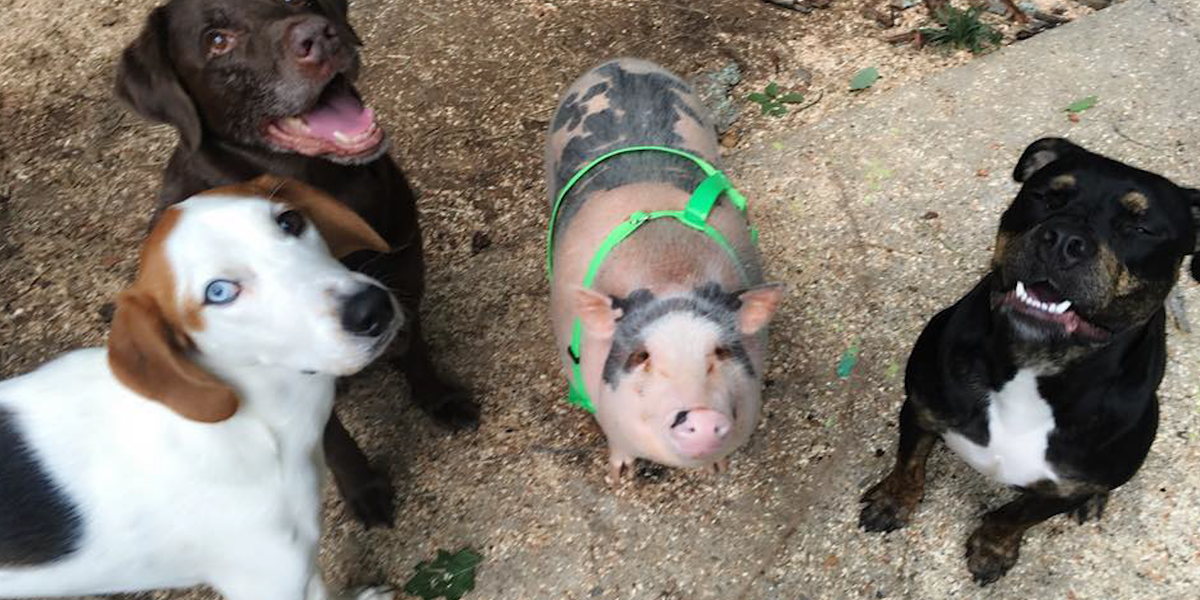 Pig Is So In Love With His New Dog - Videos - The Dodo