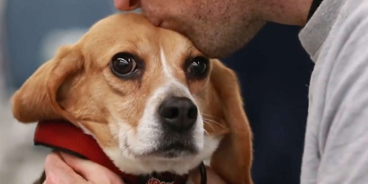Beagles Who Spent Years In A Lab Are Finally Free - Videos - The Dodo