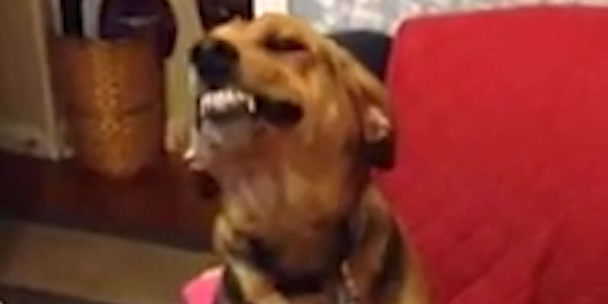 Guilty Dogs Know How To Get Out Of Trouble - Videos - The Dodo