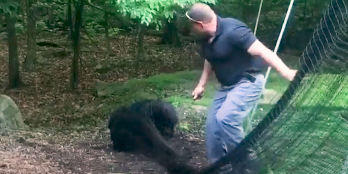 Baby Bear Rescued From Net - Videos - The Dodo
