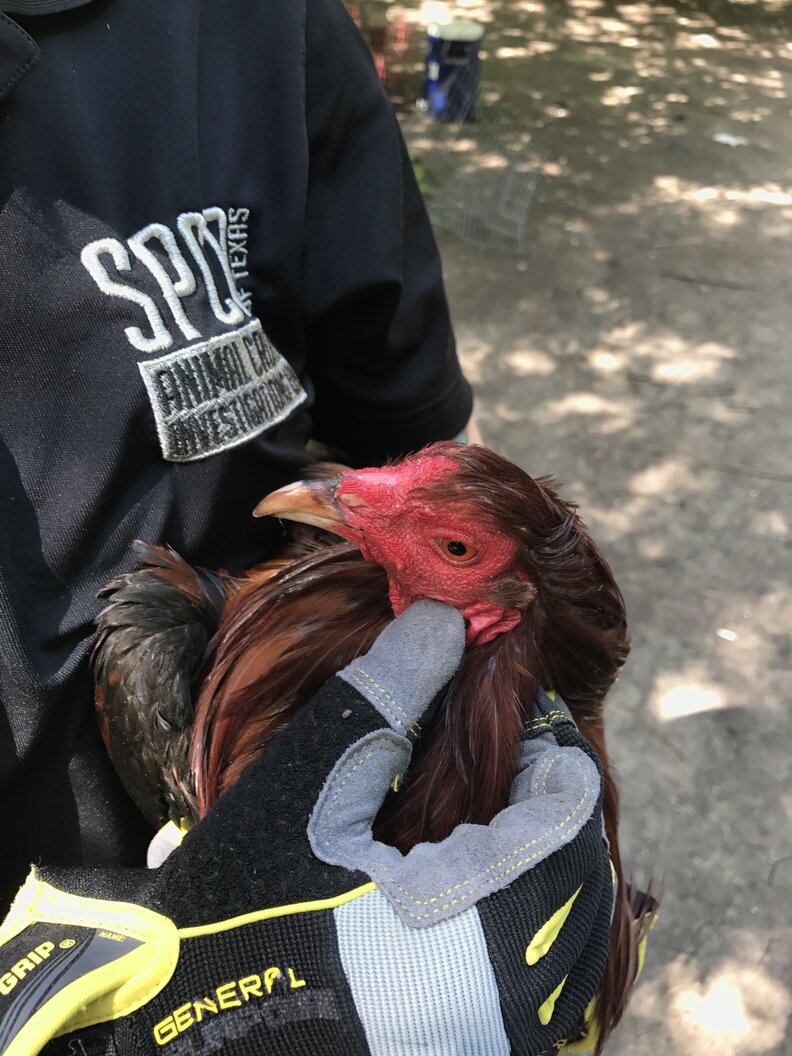 Police Bust Cockfighting Ring Hidden In Texas Woods The Dodo