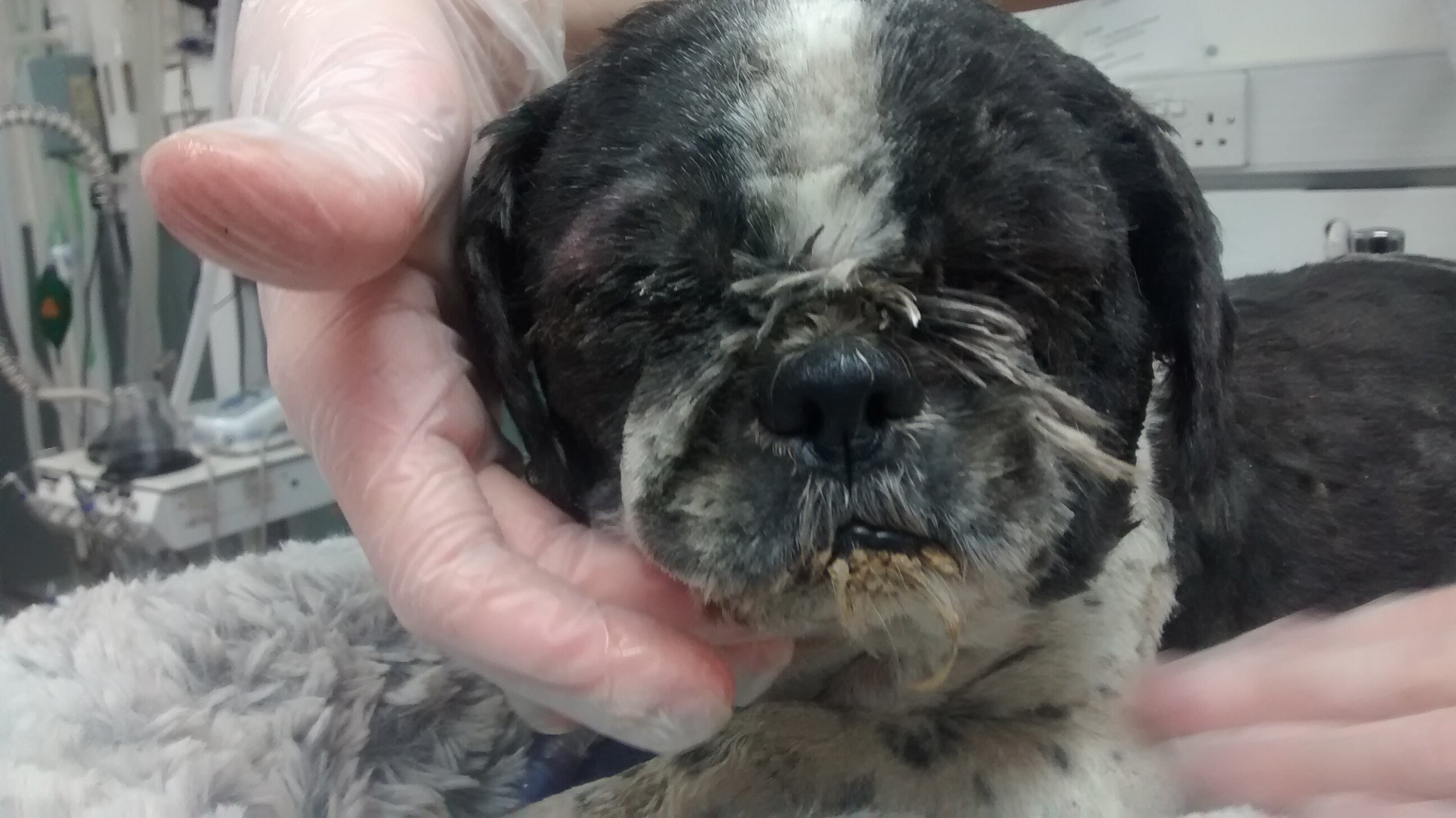 Severely Matted Dog Cried Whenever She Was Touched - The Dodo