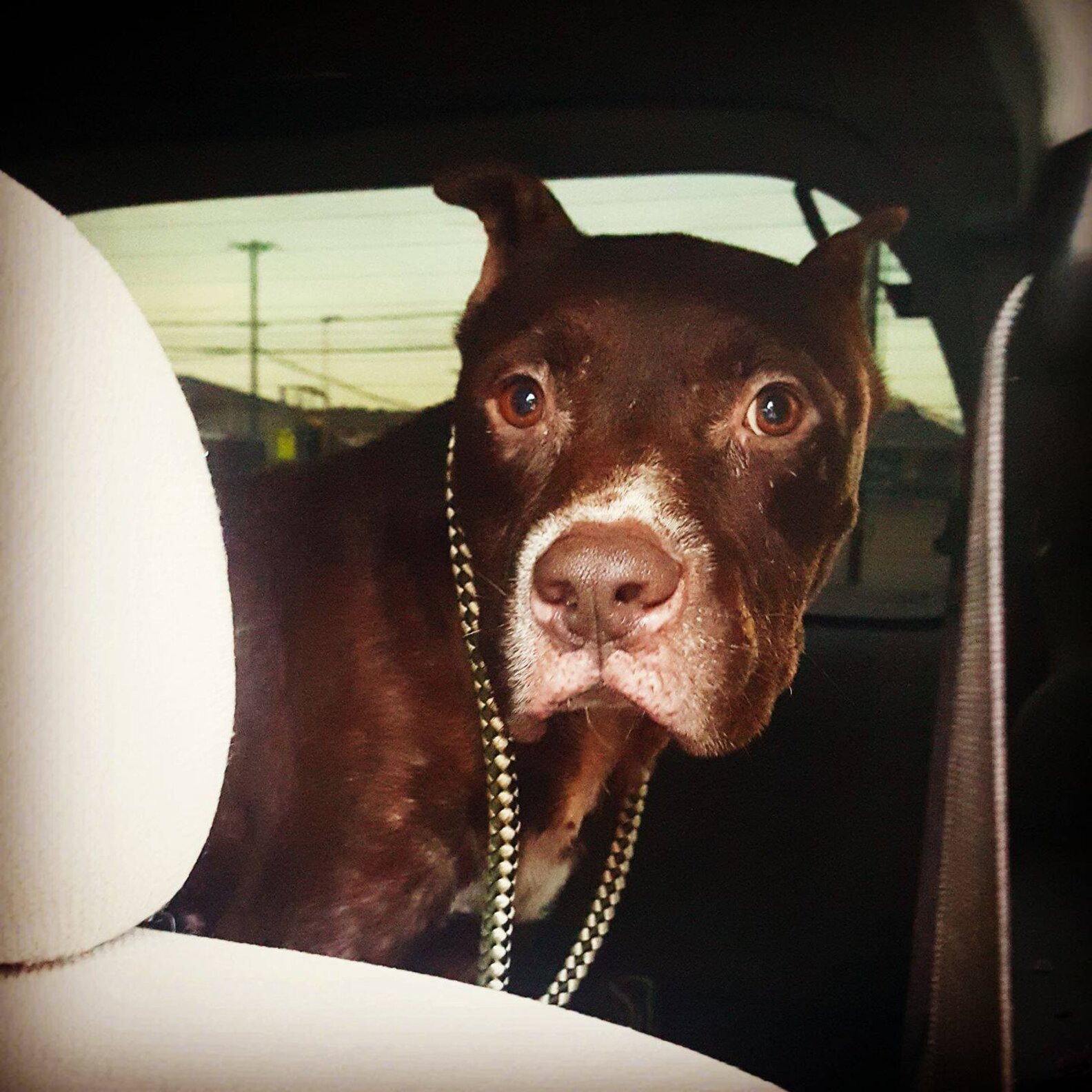 Dog Saved From Dumping Ground In Fort Worth, Texas - The Dodo