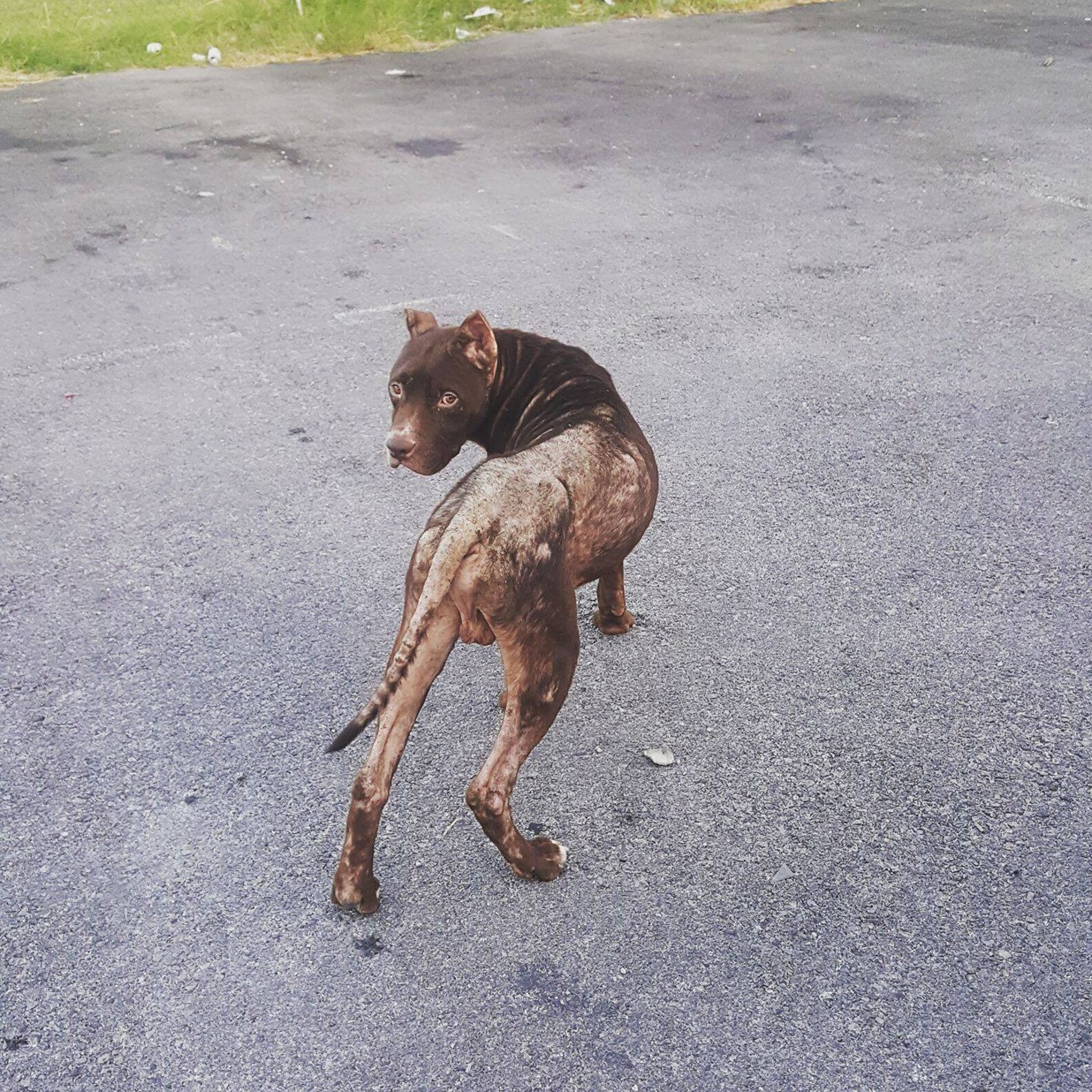 Dog Saved From Dumping Ground In Fort Worth, Texas - The Dodo