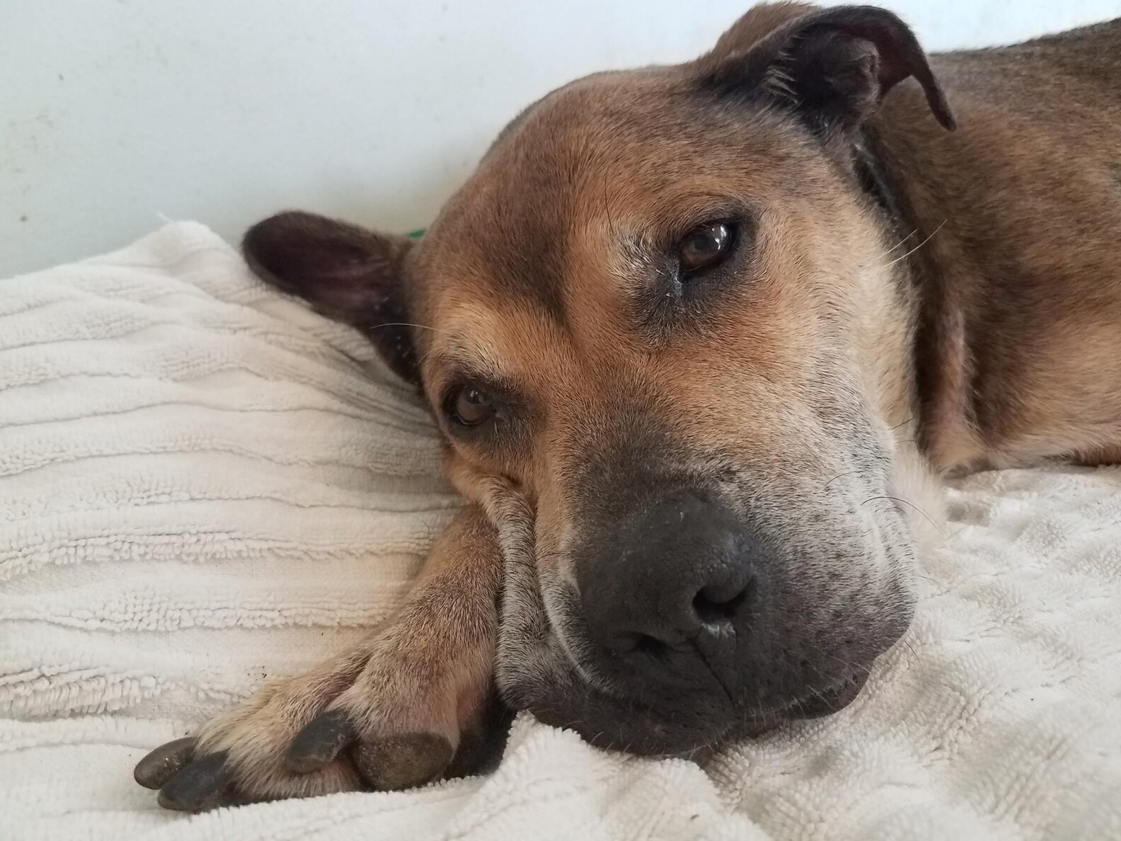 Neglected Senior Dog Gets Her First Bed - The Dodo