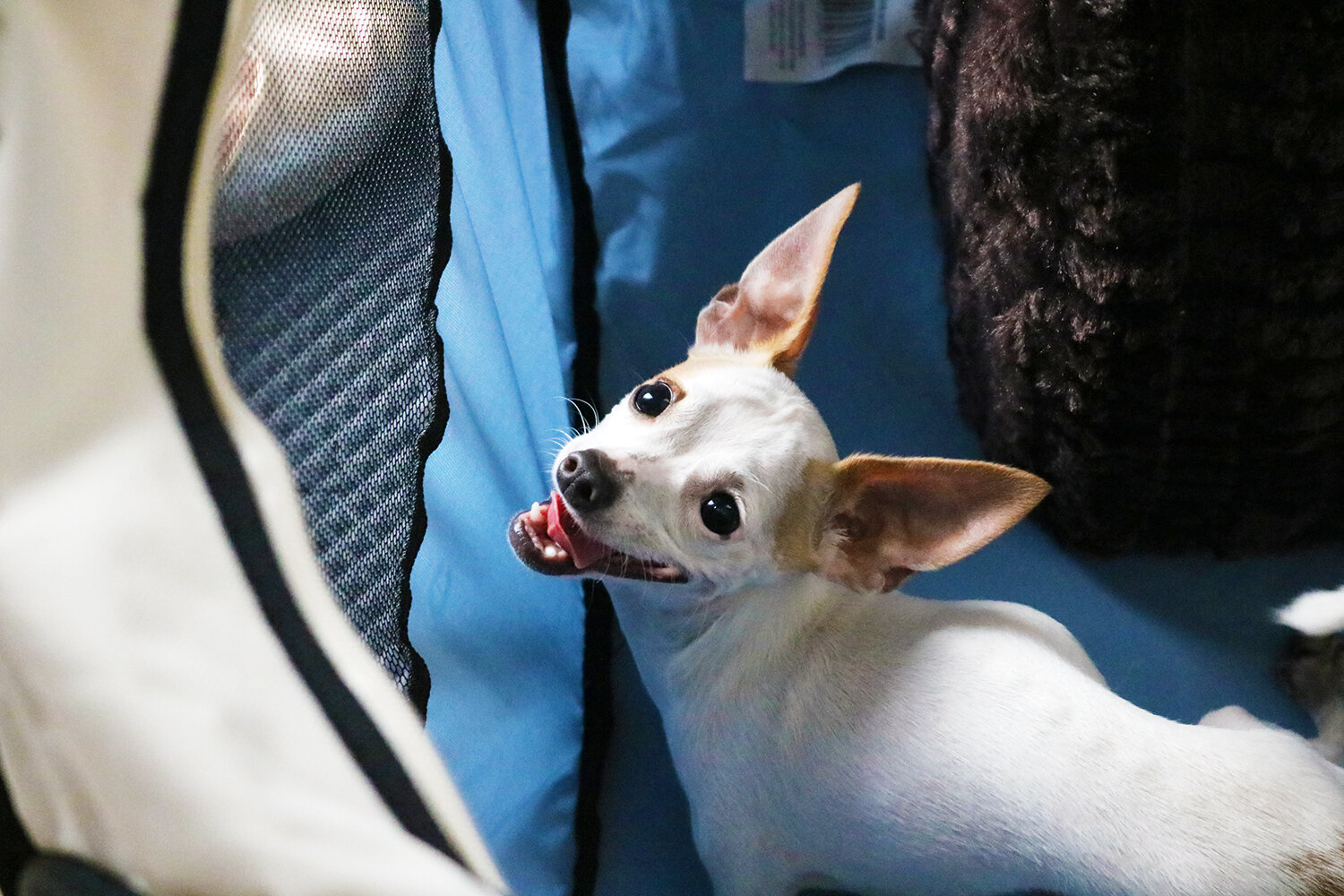 Tiniest Dog Born Without Legs Has No Idea He's Any Different - The Dodo