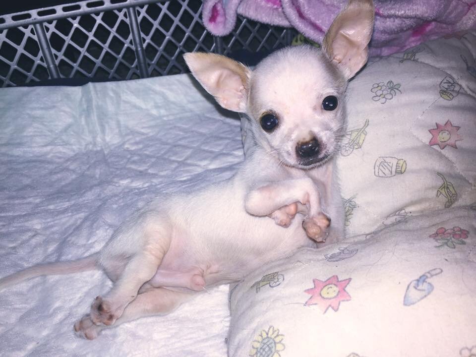 Tiniest Dog Born Without Legs Has No Idea He's Any Different - The Dodo