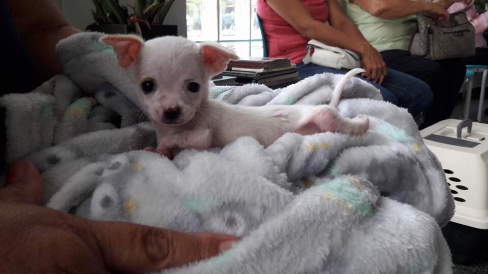 Tiniest Dog Born Without Legs Has No Idea He's Any Different - The Dodo
