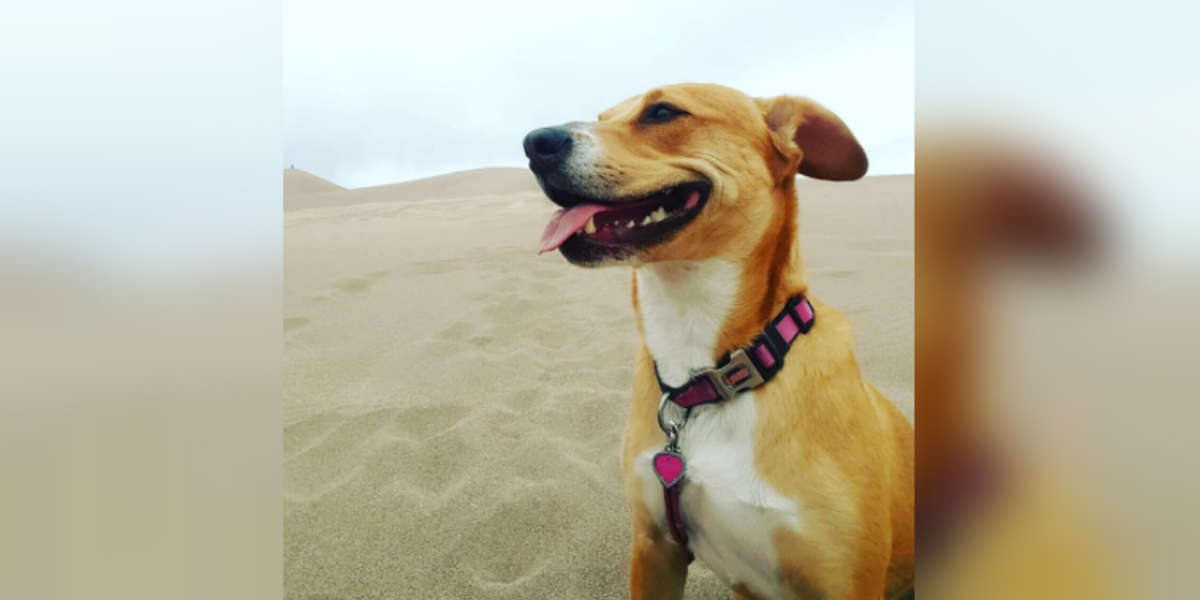 Can Dogs Sunburn? How To Protect Your Pet From The Summer Sun - The Dodo