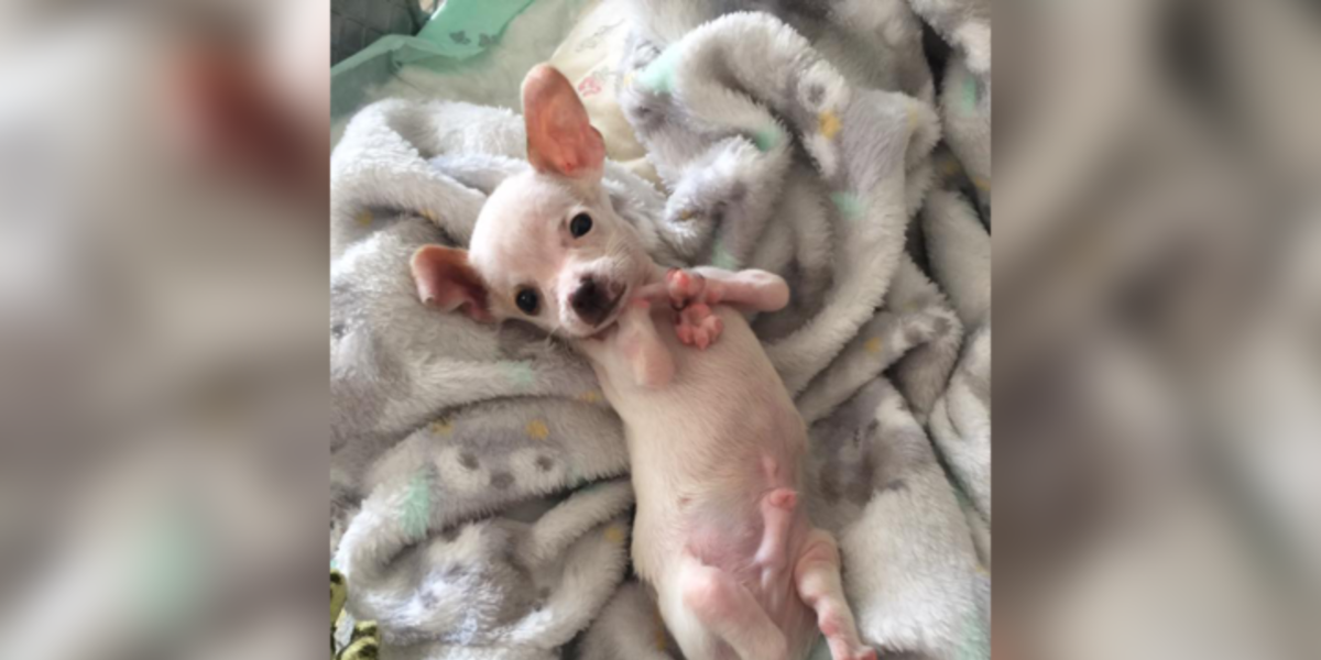 Tiniest Dog Born Without Legs Has No Idea He's Any Different - The Dodo
