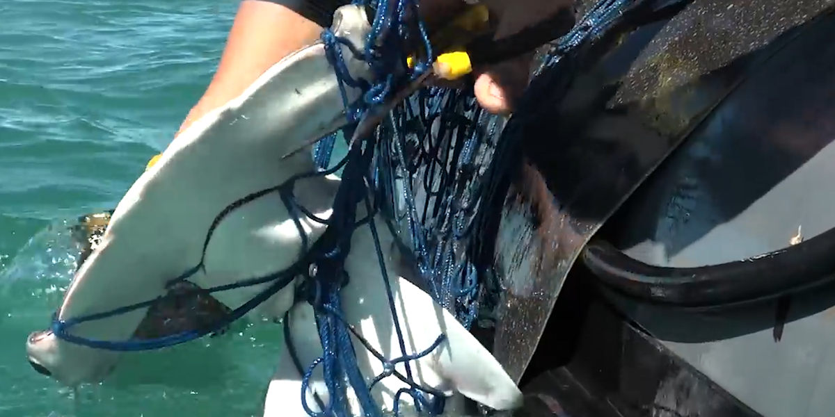 These People Save Marine Animals Every Single Day - Videos - The Dodo