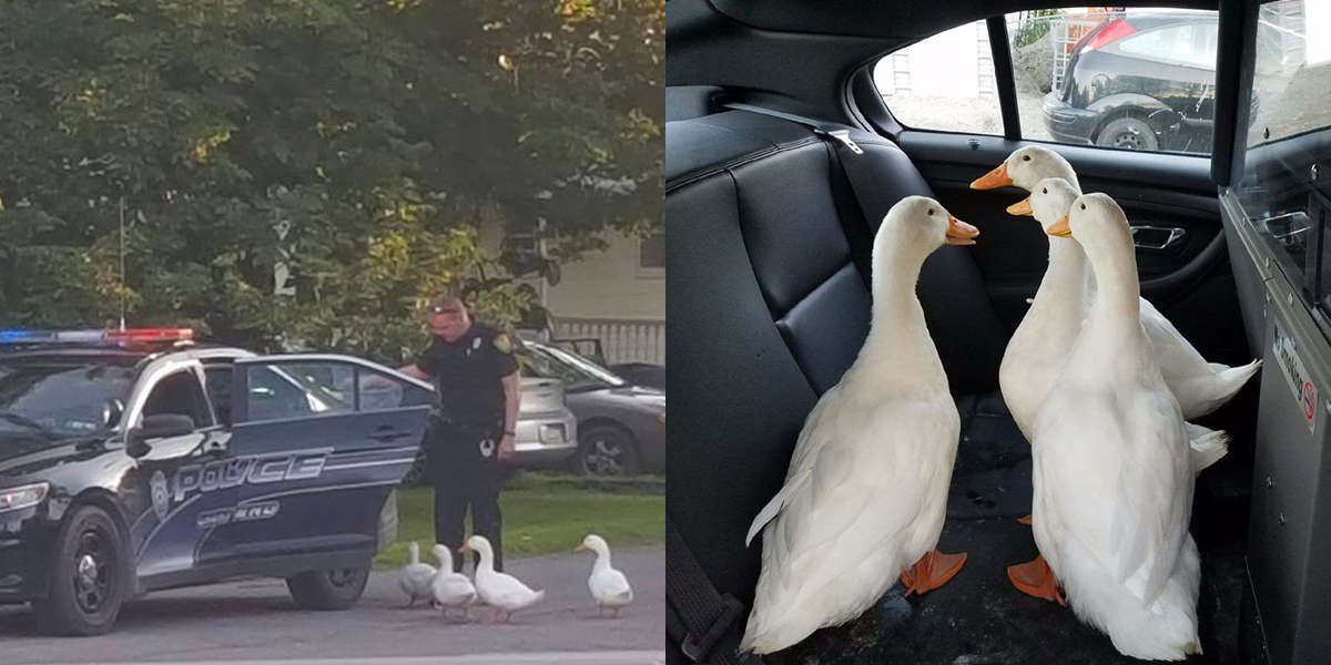 Duck Friends Go Out For A Night On The Town — And Wind Up Arrested ...