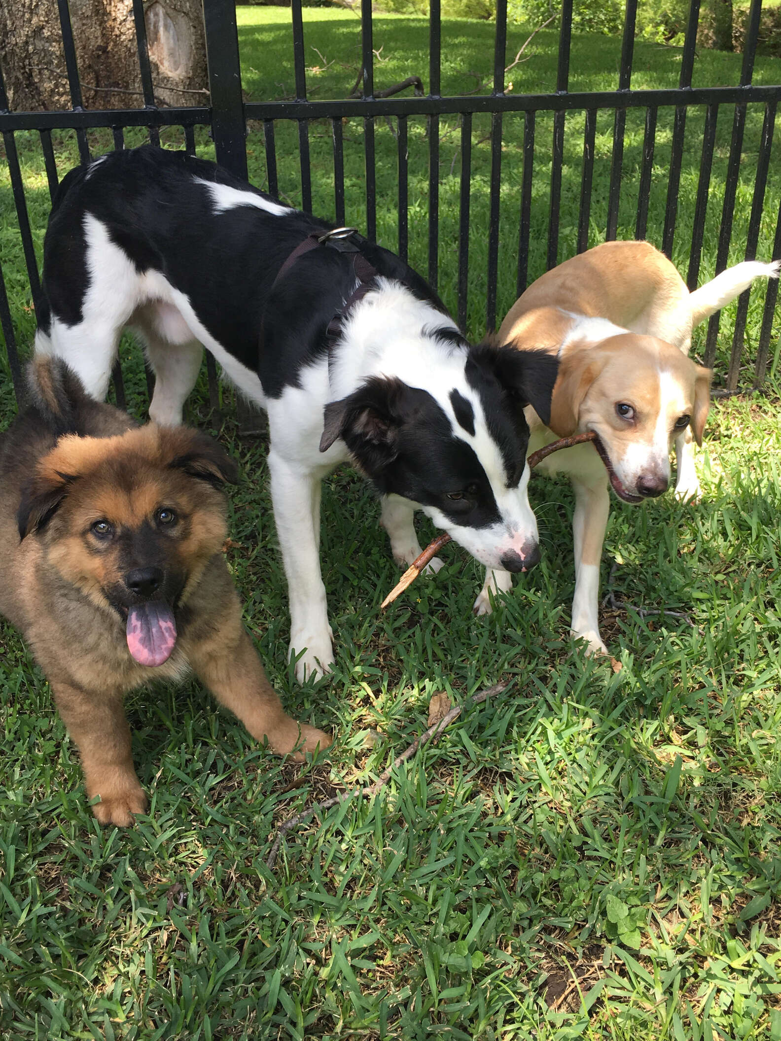Couple Adopts Dogs On Their Wedding Anniversary And It's The Best - The ...
