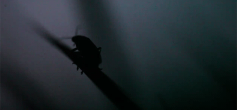 Fireflies: How And Why They Light Up - The Dodo