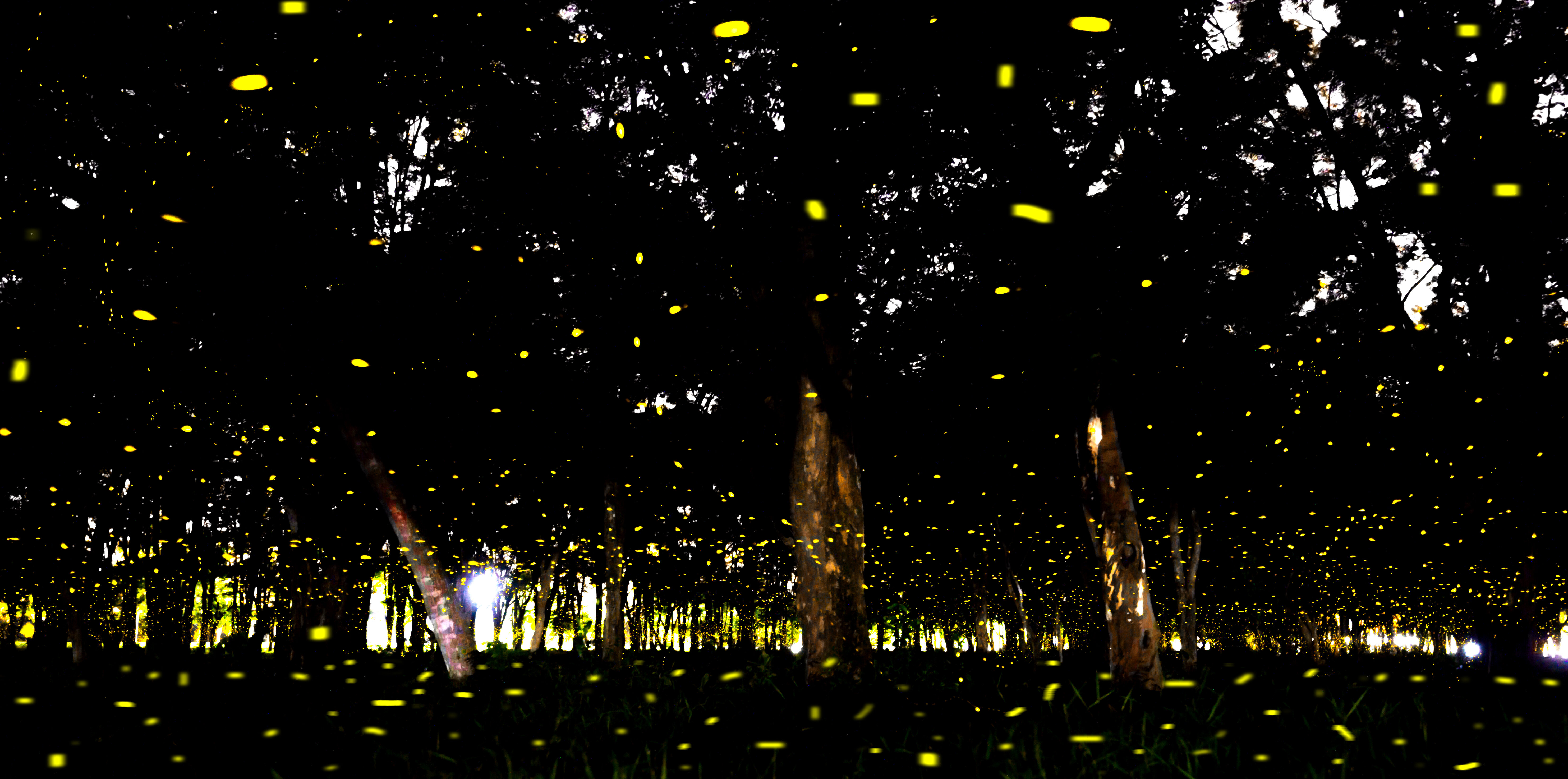 Fireflies: How And Why They Light Up - The Dodo