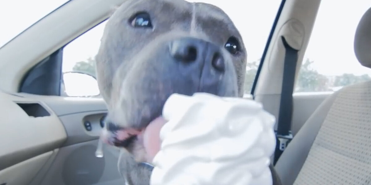 Pittie Labeled 'Dog Aggressive' Is Actually The Sweetest - Videos - The ...
