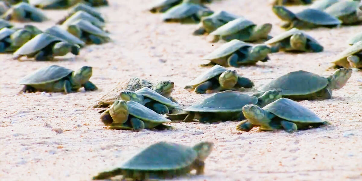100,000 River Turtles Released Into The Wild - Videos - The Dodo
