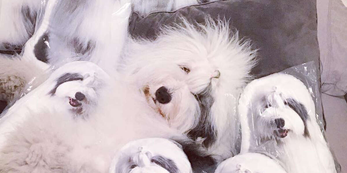 Fluffy Dog Wears A Man Bun - Videos - The Dodo