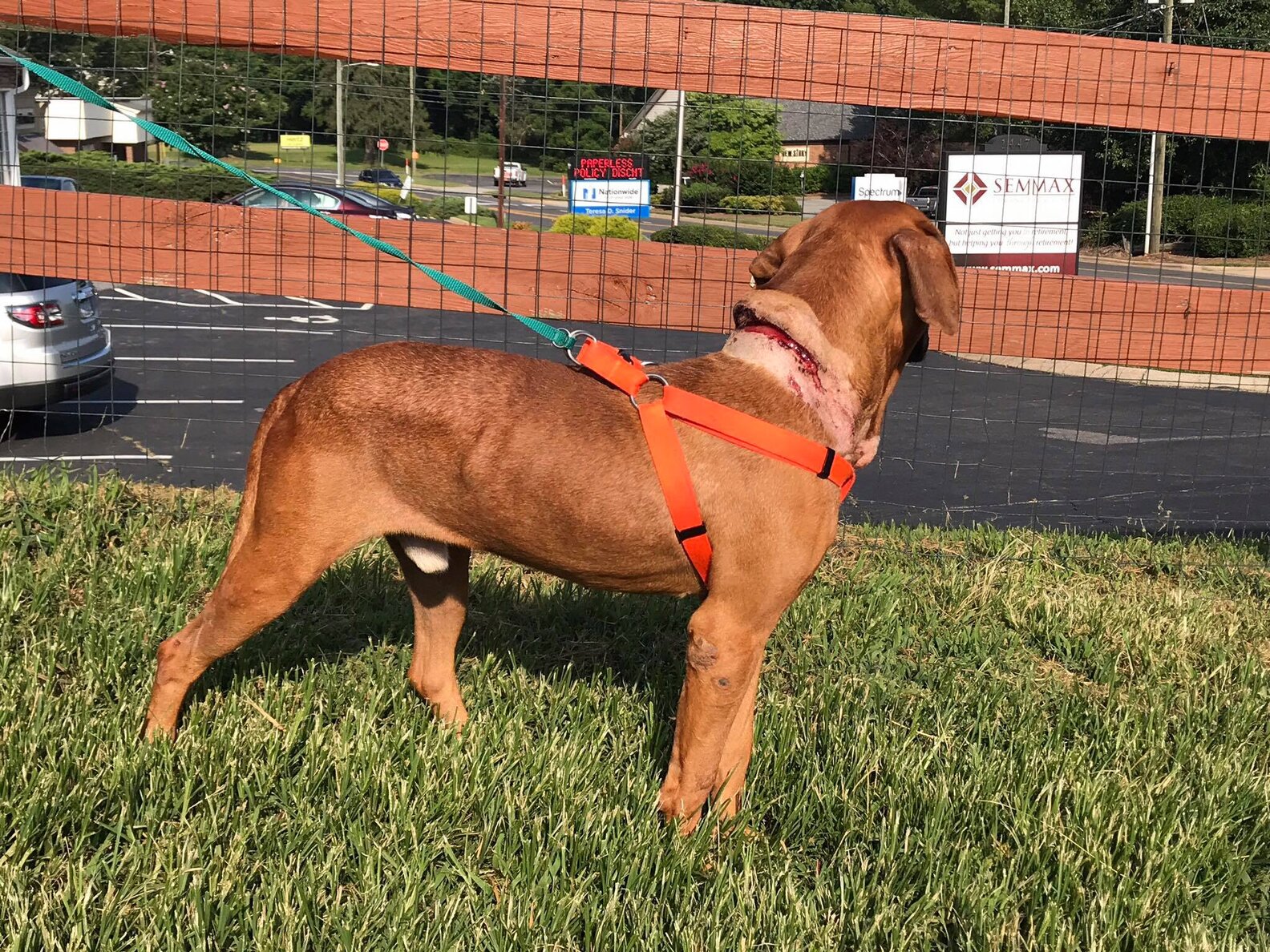 Dog Chained Up His Whole Life Has Chain Embedded In His Neck - The Dodo