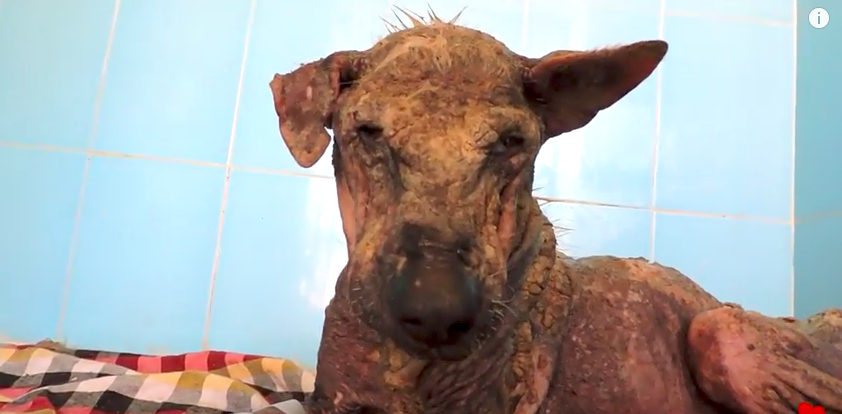Sick Senior Street Dog Didn't Even Look Like A Dog - The Dodo