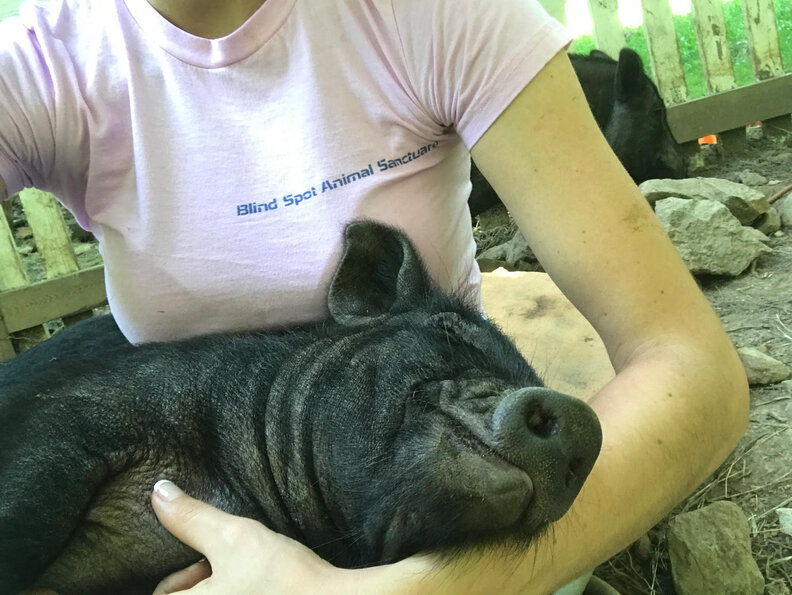 Pigs Rescued From Auction Get Their Very Own Daybed - The Dodo