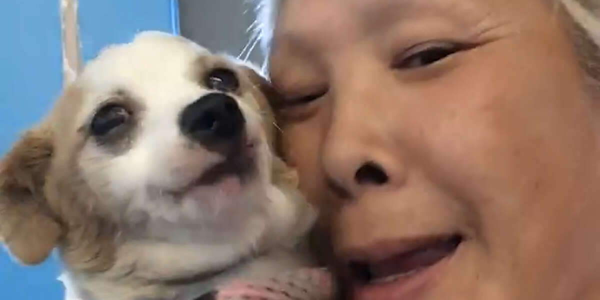 Terrified Shelter Dog Meets Her Perfect New Mom - Videos - The Dodo
