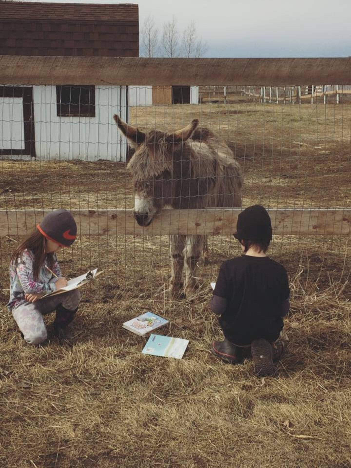 Animal Sanctuary Starts Reading Program To Help Kids And Animals - The Dodo