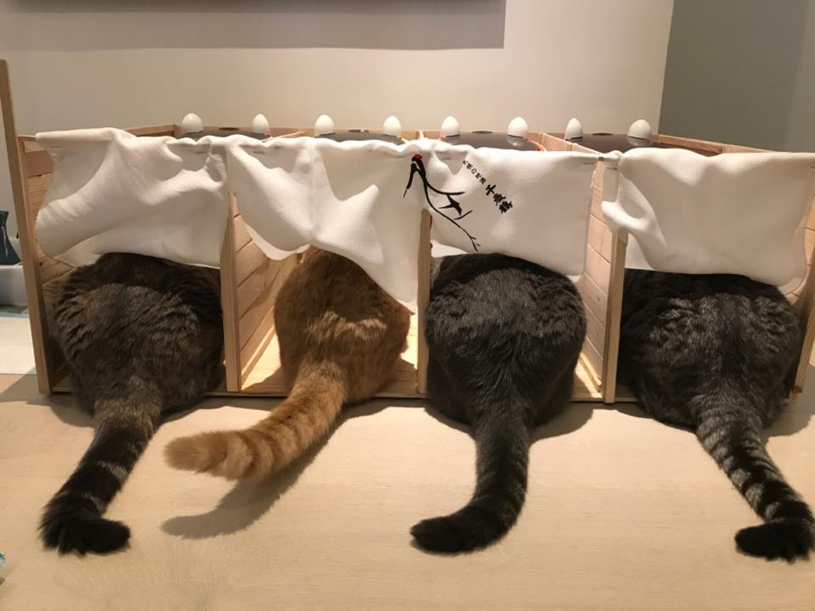 Fat Dad Cat Was Eating More Than His Share — So His Owners Got Creative ...