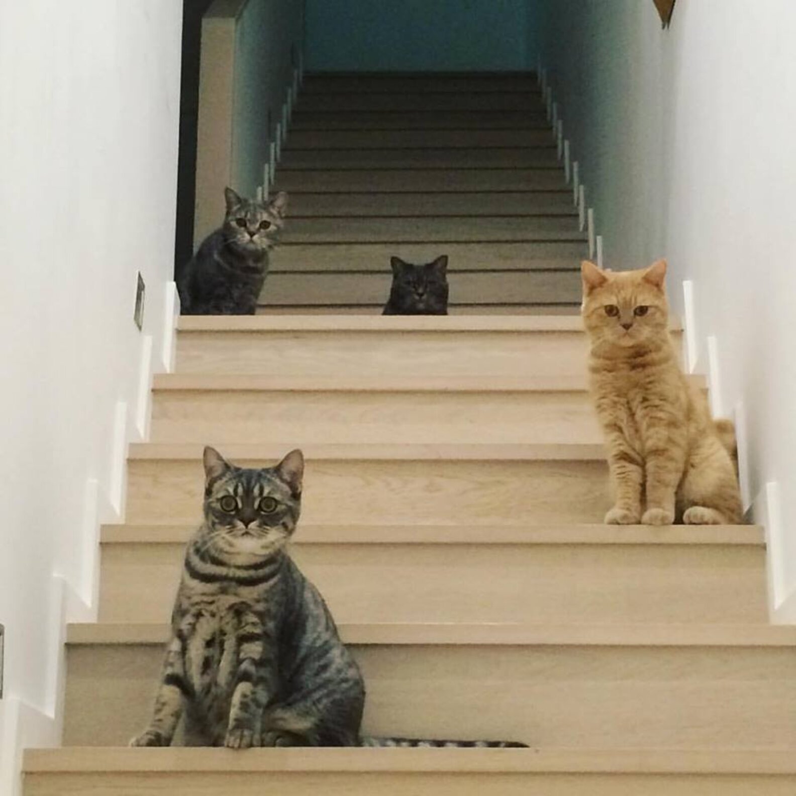 Fat Dad Cat Was Eating More Than His Share — So His Owners Got Creative ...