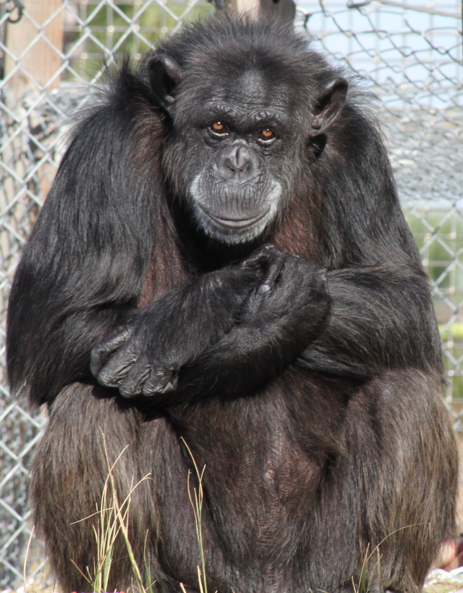 Smart Chimp Once Kept As A Pet Loves To Paint Now - The Dodo