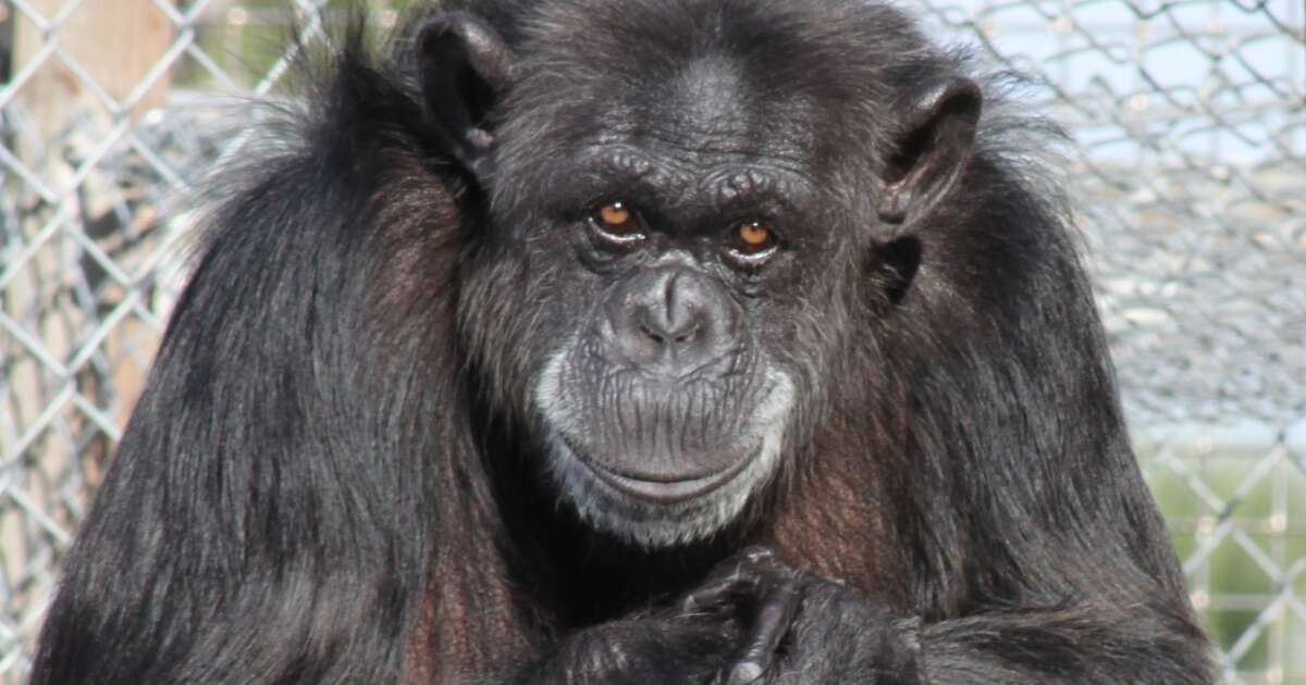 Smart Chimp Once Kept As A Pet Loves To Paint Now - The Dodo