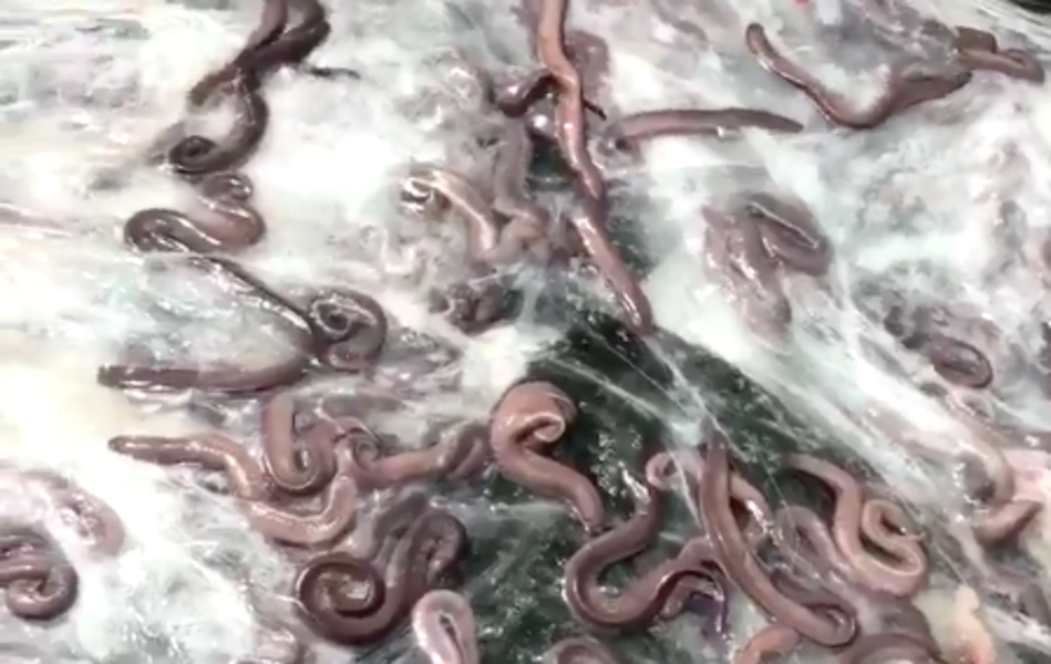 A Truck Full of Slimy Eels Turned Over in Oregon - Thrillist