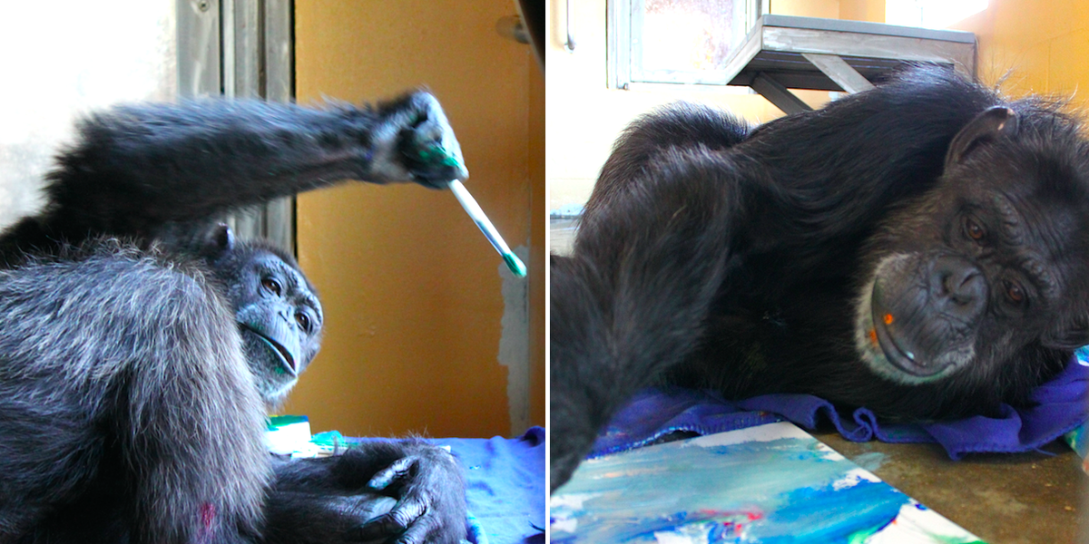 Smart Chimp Once Kept As A Pet Loves To Paint Now - The Dodo