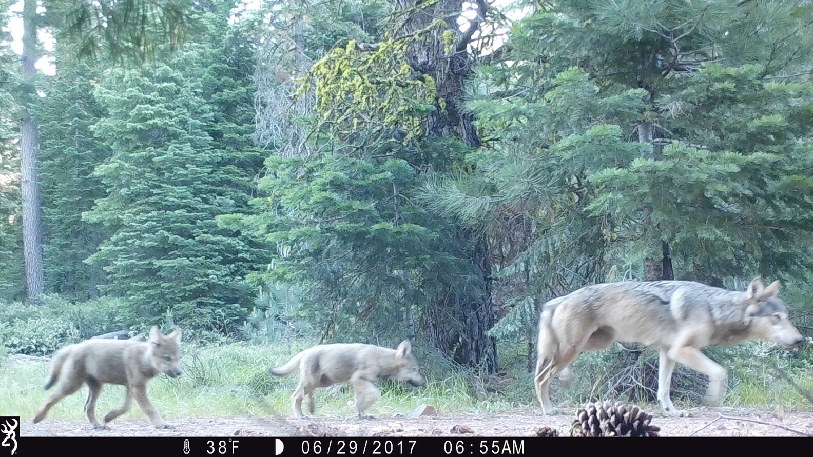 Rare Gray Wolf Pack Discovered Thriving In California - The Dodo