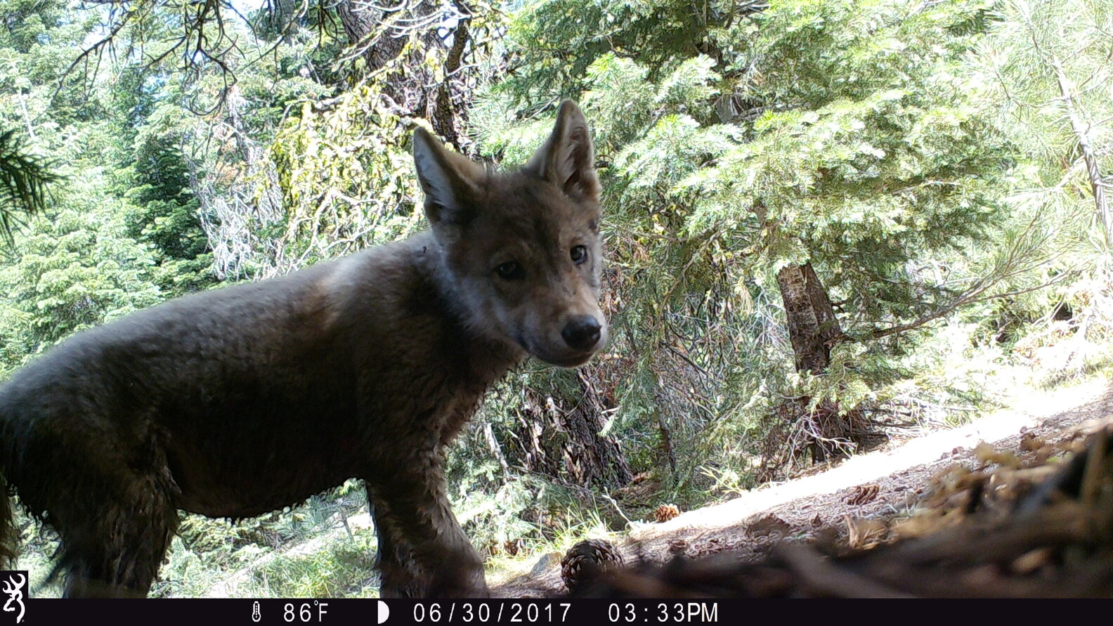 Rare Gray Wolf Pack Discovered Thriving In California - The Dodo