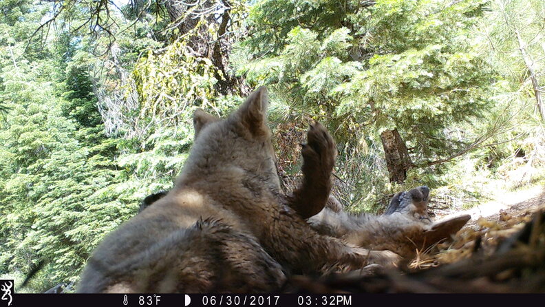 Rare Gray Wolf Pack Discovered Thriving In California - The Dodo