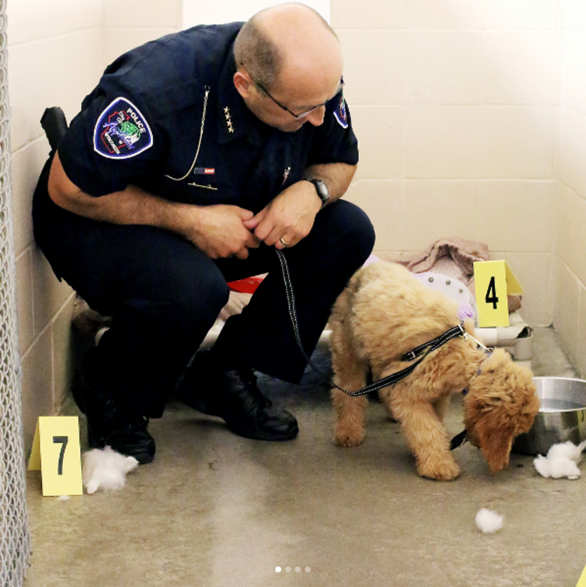 Shelter Dog 'Investigated' For Suspected Attack On Stuffed Hippo - The Dodo