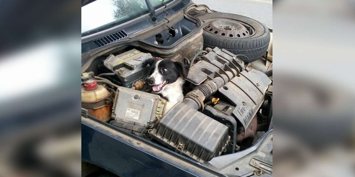 Woman Checks Engine After Car Breaks Down — And Finds A Smiling Dog ...