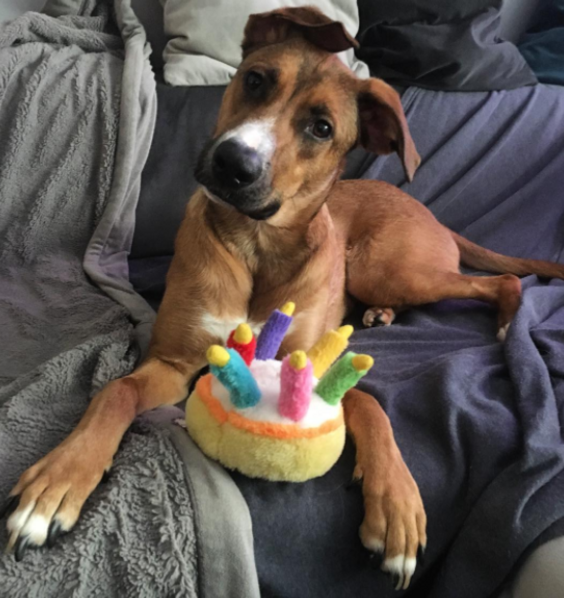 Abused Dog Is Too Scared To Go Outside - The Dodo