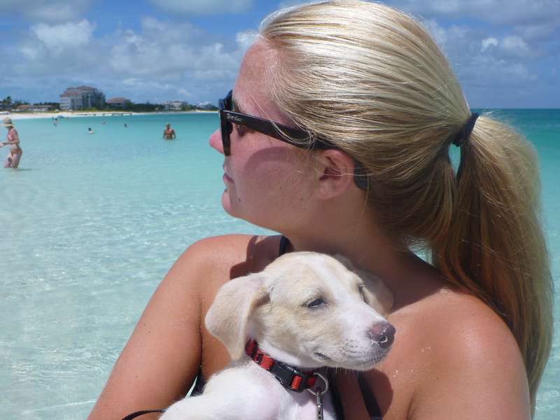 Potcake Place Shelter In Turks & Caicos Offers Daylong Dog Hangouts ...