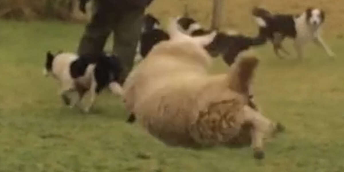 Sheep Plays With Her Dogs - Videos - The Dodo