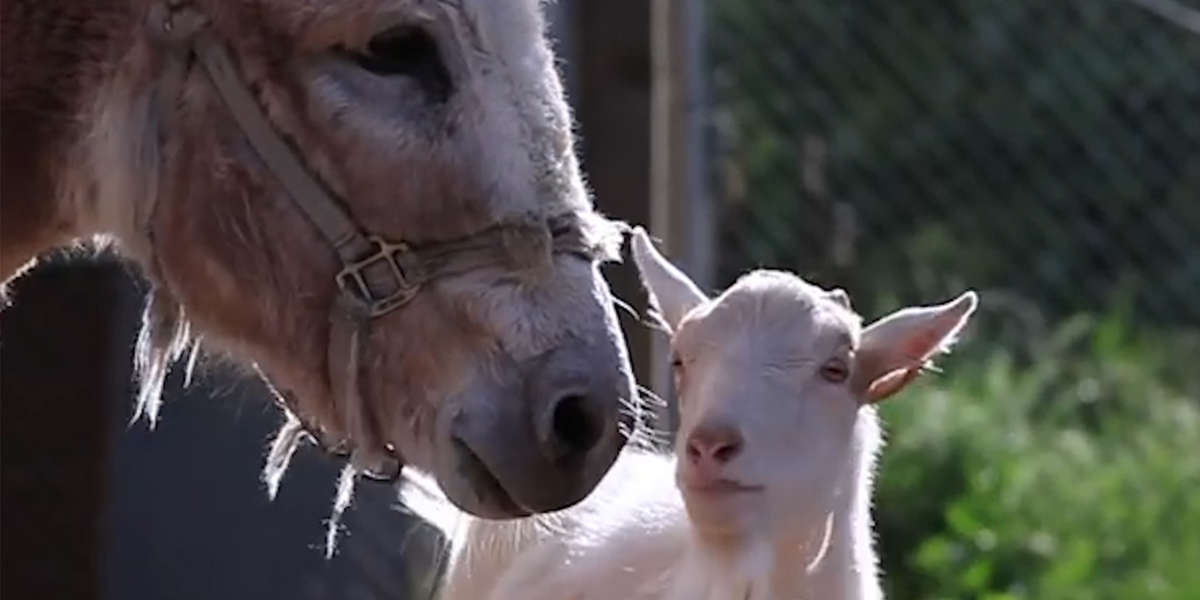 Rescue Goat Loves His Donkey Best Friend - Videos - The Dodo