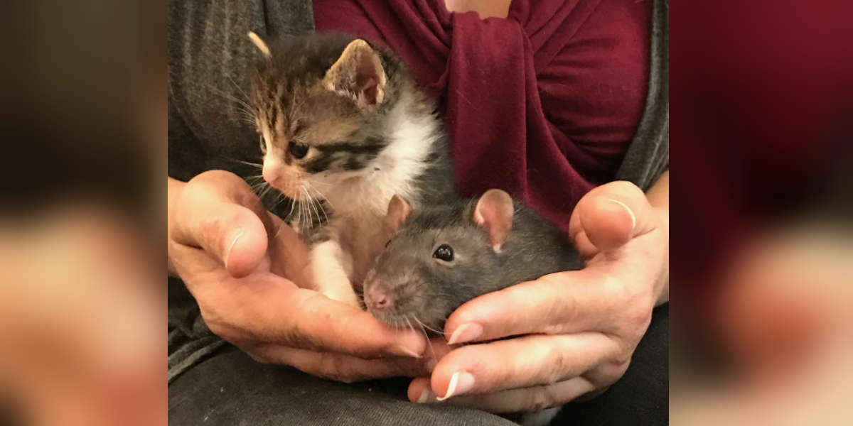 These Kittens And Rats Are Best Friends - The Dodo