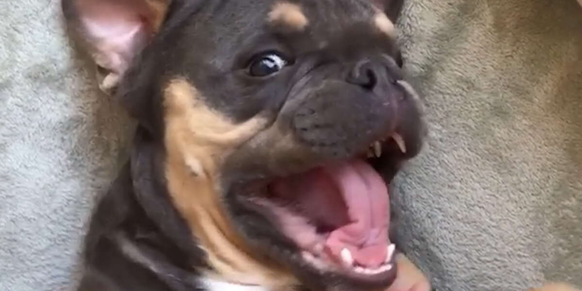 Sick Puppy's Family Gives Him So Much Love - Videos - The Dodo