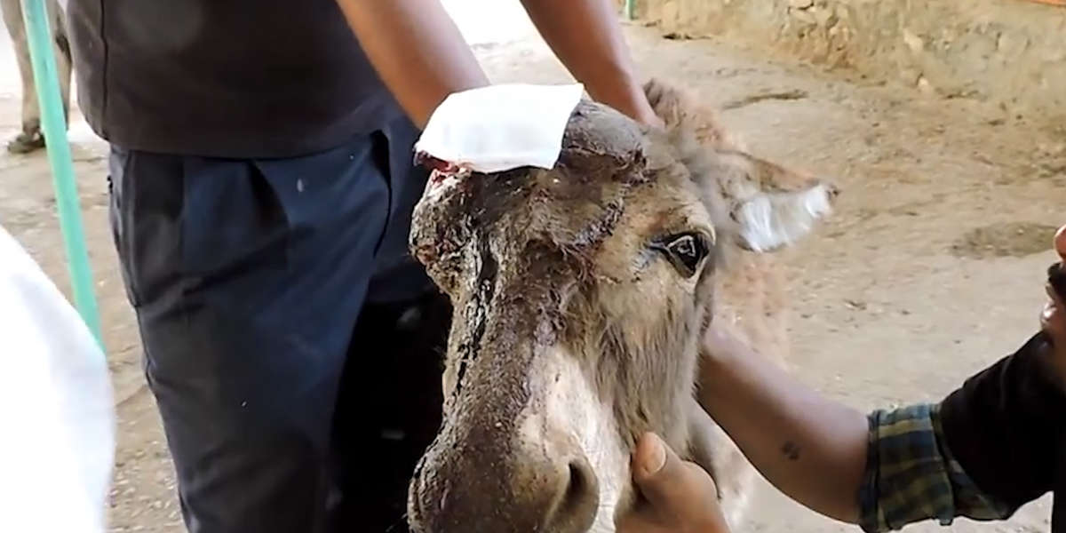 Injured Donkey Gets Help From Kindest People - Videos - The Dodo
