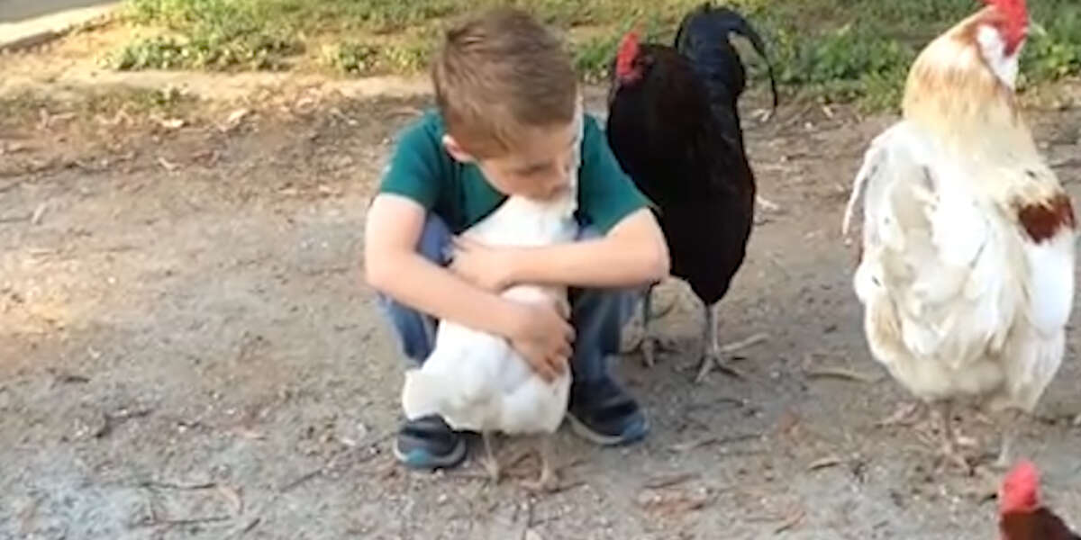 Chicken Gives Her Little Boy A Big Hug - Videos - The Dodo