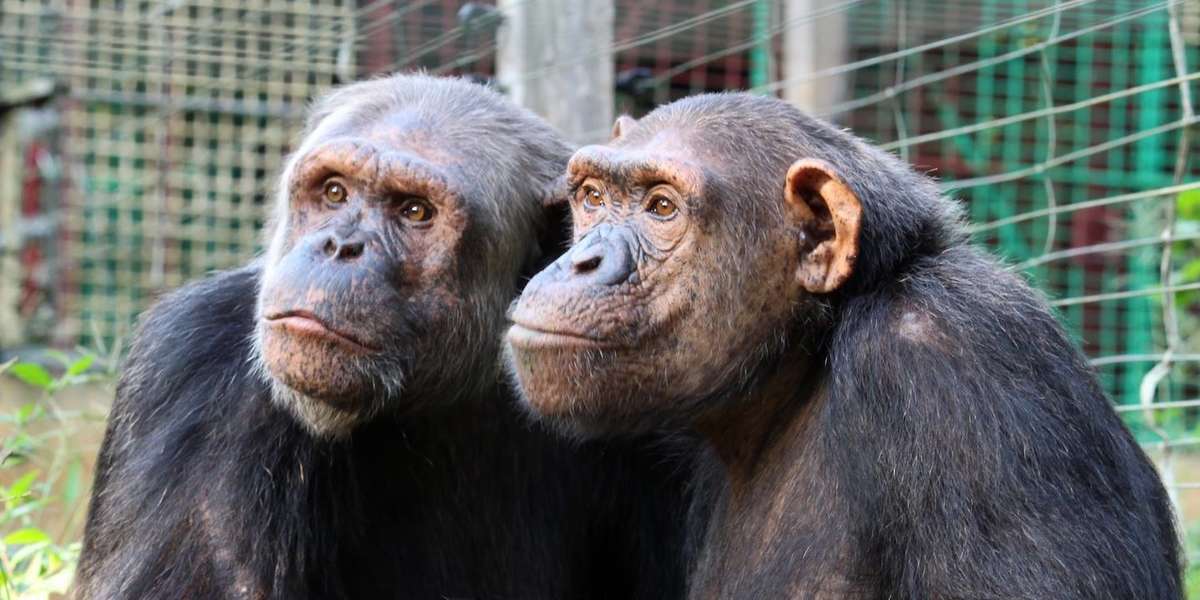 Bonded Chimps At Sanctuary Wait Until They're Together To Eat - The Dodo