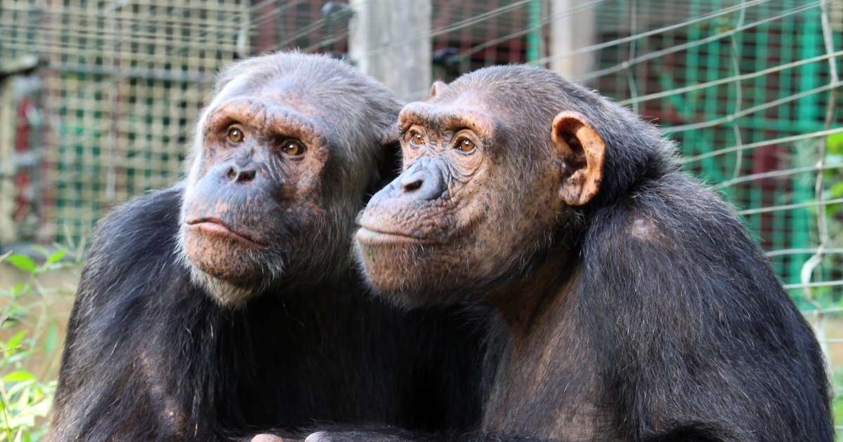 Bonded Chimps At Sanctuary Wait Until They're Together To Eat - The Dodo