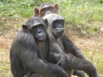 Bonded Chimps At Sanctuary Wait Until They're Together To Eat - The Dodo